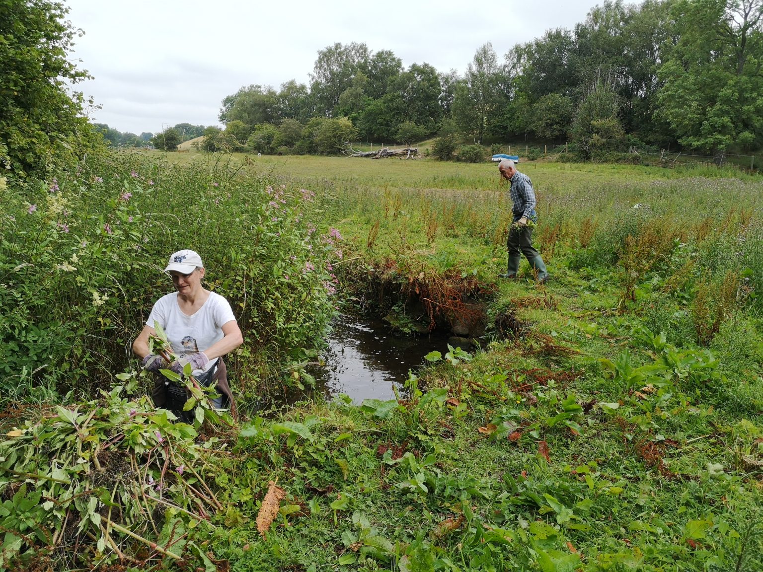 Balsam Bashing – Wear Rivers Trust
