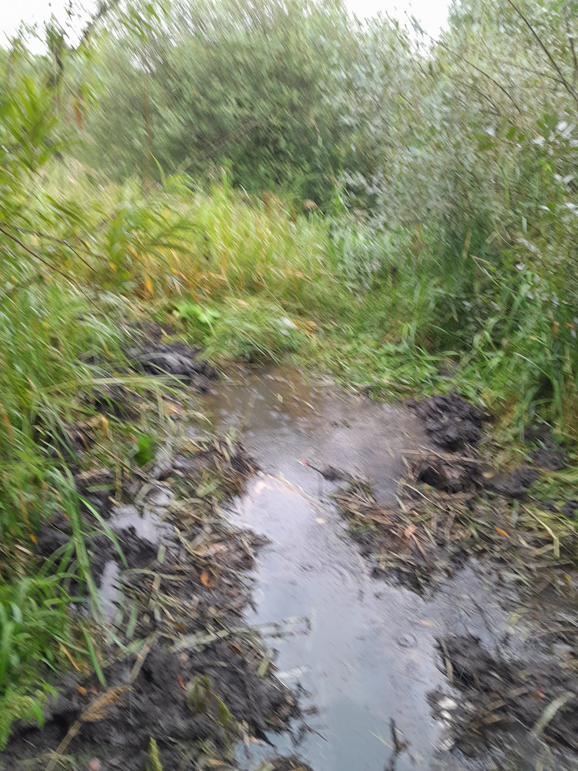 Staff And Volunteers Improve Wetland – Wear Rivers Trust