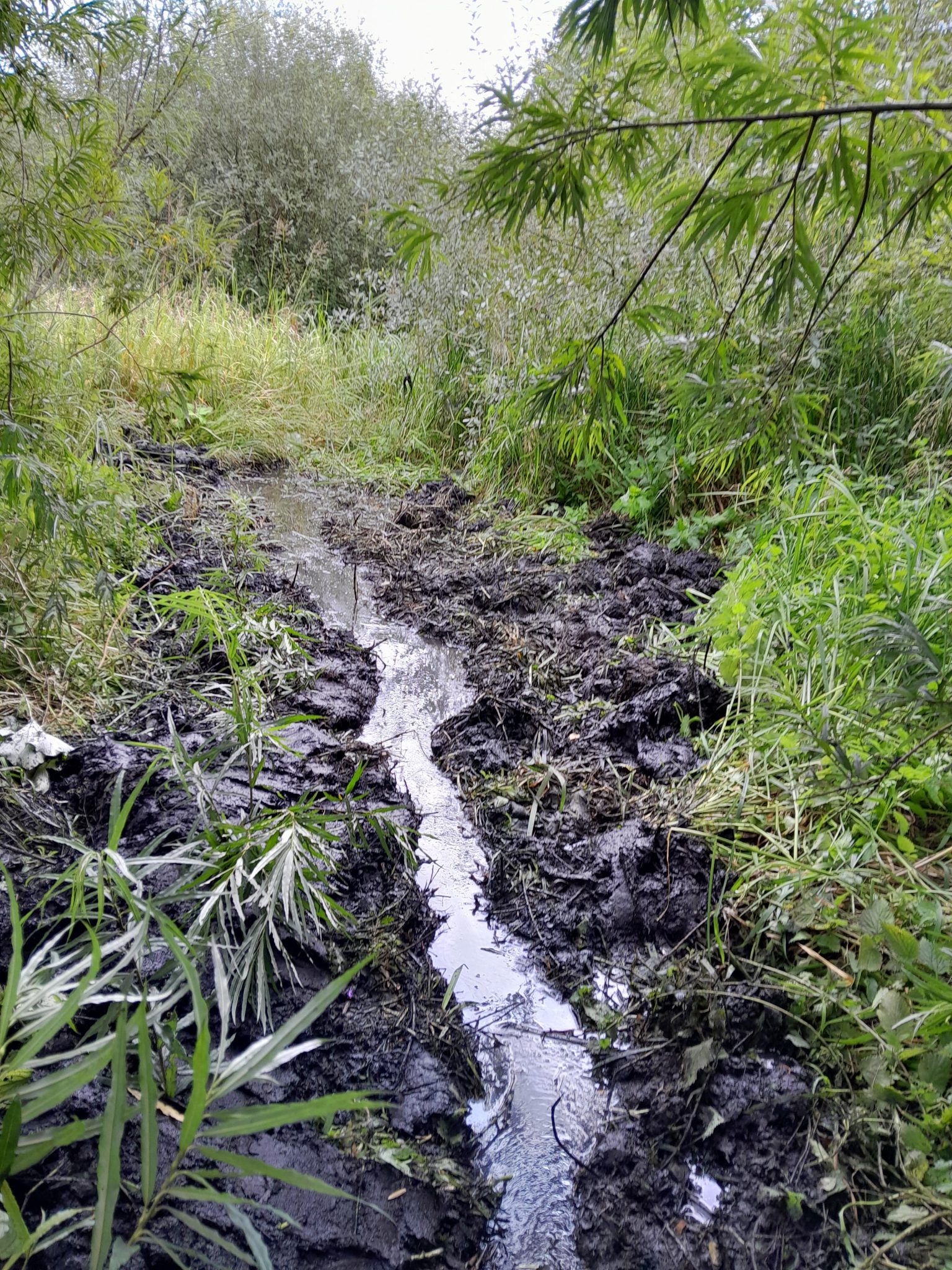 Staff And Volunteers Improve Wetland – Wear Rivers Trust